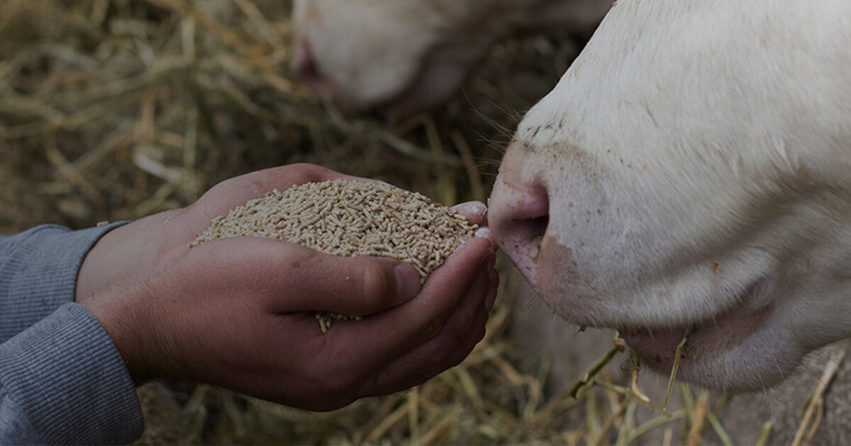 Animal Nutrition