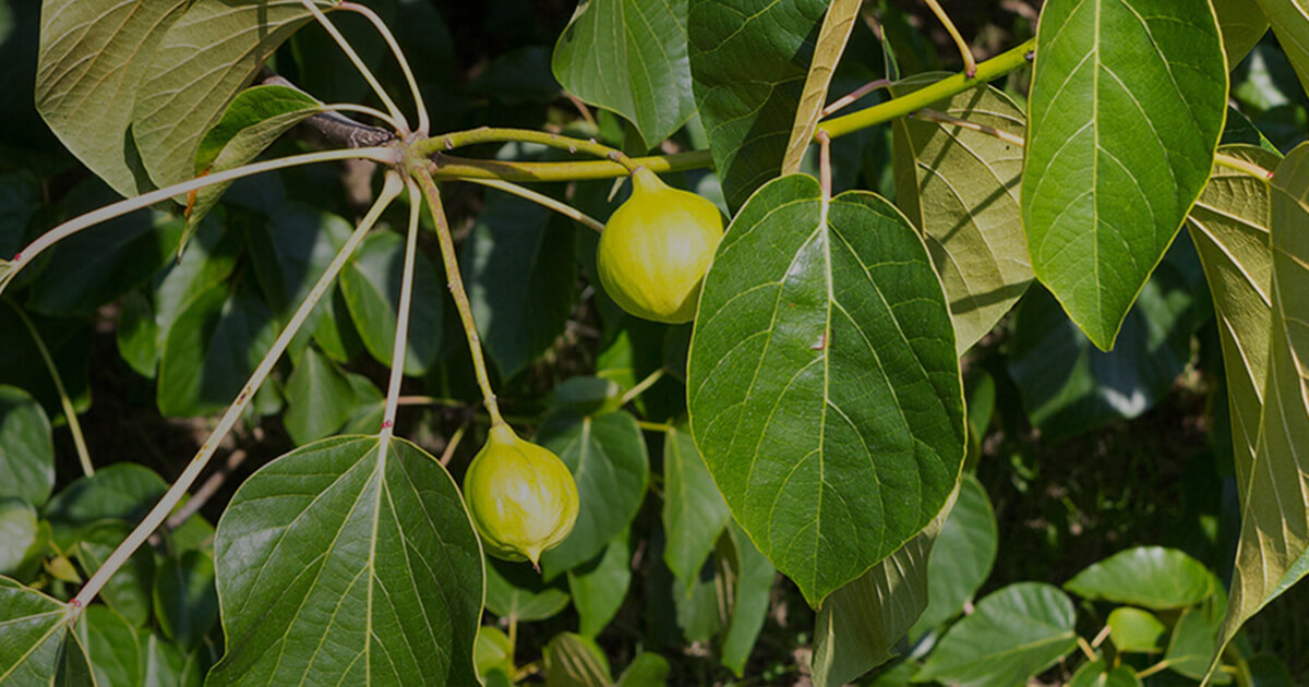 Shea Butter | Healing Properties | Manorama