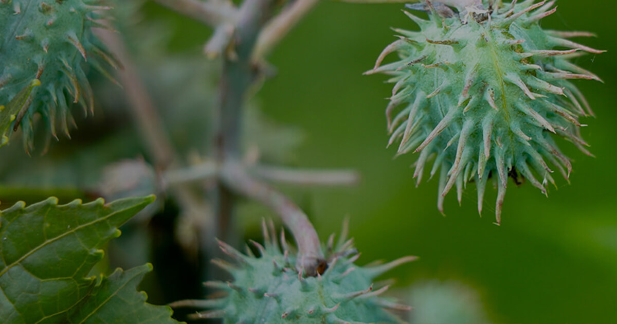 Castor Oil Cold Press