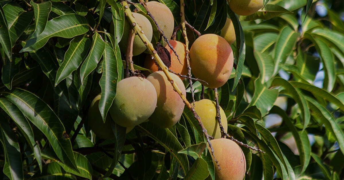 A responsible way to Mango Kernel sourcing| At Manorama Ltd.