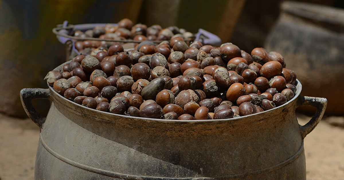 Sustainable Shea Stearin | Manorama Group